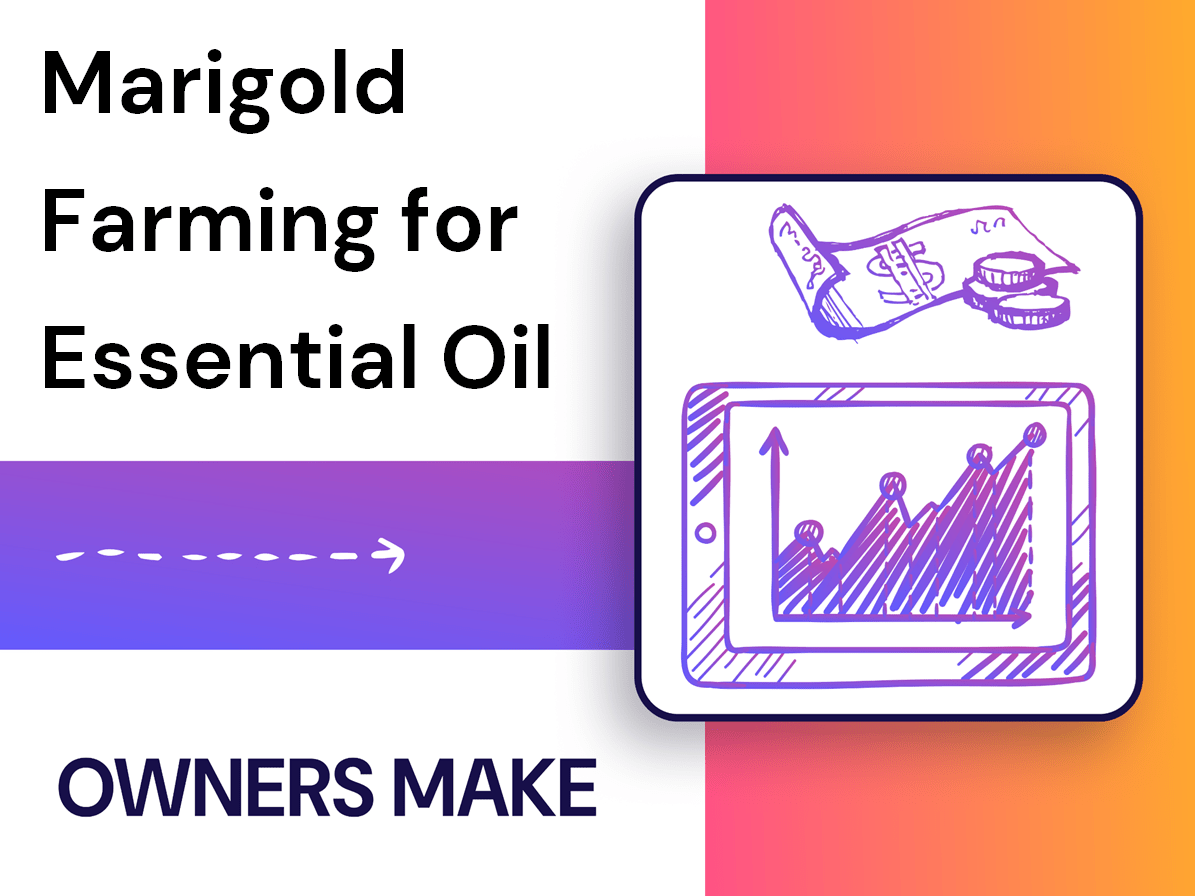 How Much Does an Owner Make from Marigold Farming for Essential Oil ...