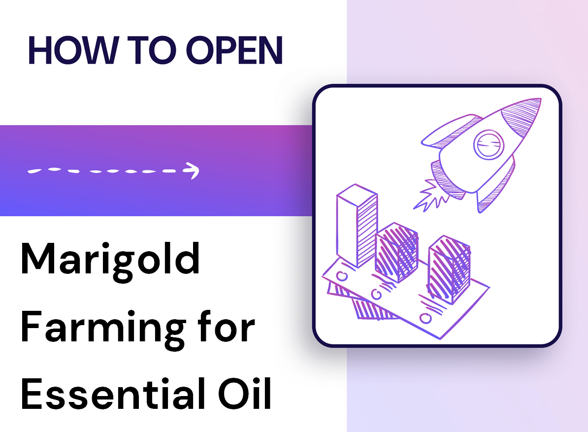 How Can You Start Marigold Farming for Essential Oil Production?