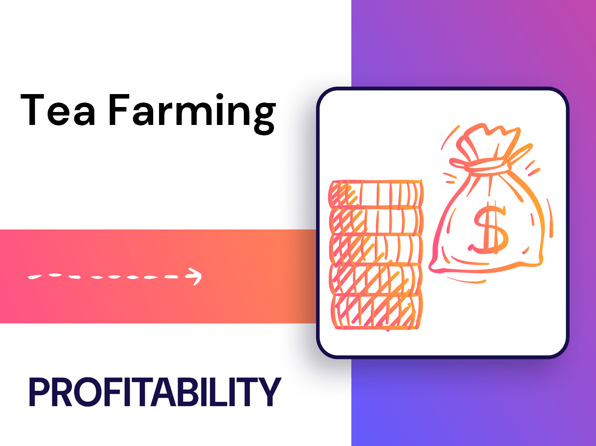 What Are the Top 5 Strategies to Maximize Profitability for Tea Farming?